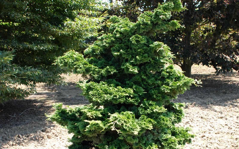 Dwarf Slender Hinoki Falsecypress - Bayard Cutting Arboretum Collection