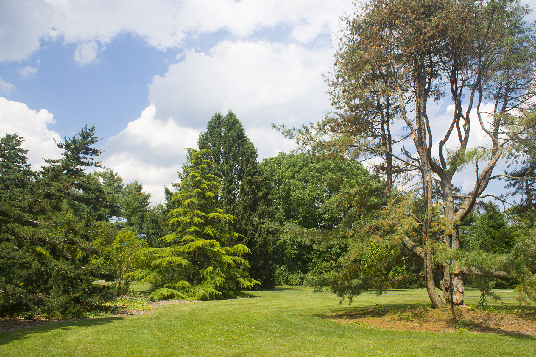 Pinetum Extension - Bayard Cutting Arboretum Collection