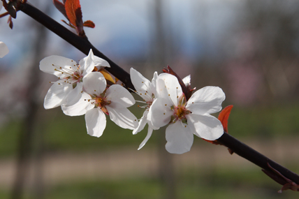 Crimson Pointe Flowering Plum - Bayard Cutting Arboretum Collection