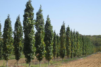 Fastigate Sweetgum - Bayard Cutting Arboretum Collection