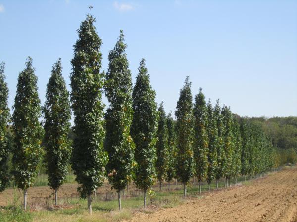 Fastigate Sweetgum - Bayard Cutting Arboretum Collection