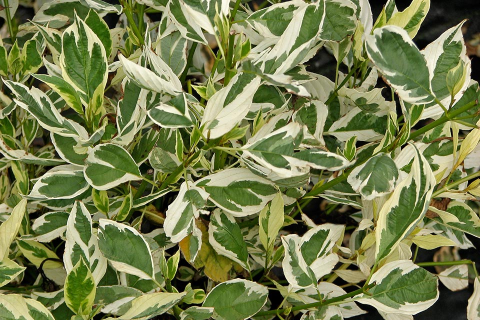 Yellow Twig Dogwood - Bayard Cutting Arboretum Collection