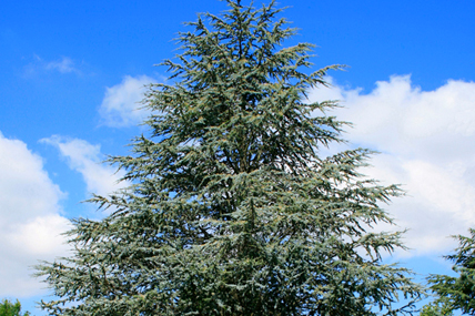 BLUE ATLAS CEDAR - Bayard Cutting Arboretum
