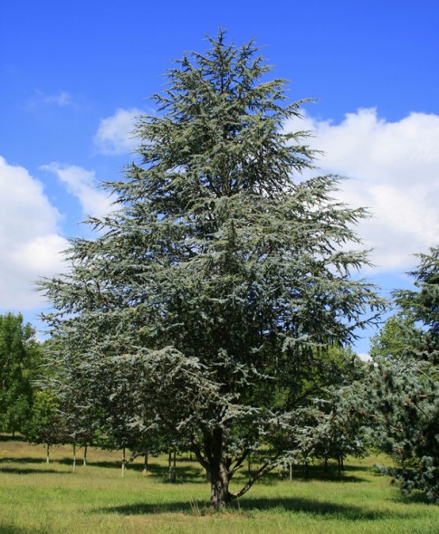 BLUE ATLAS CEDAR - Bayard Cutting Arboretum